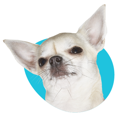 Wibrysy u psa. Do czego służą? Po co psu wąsy?